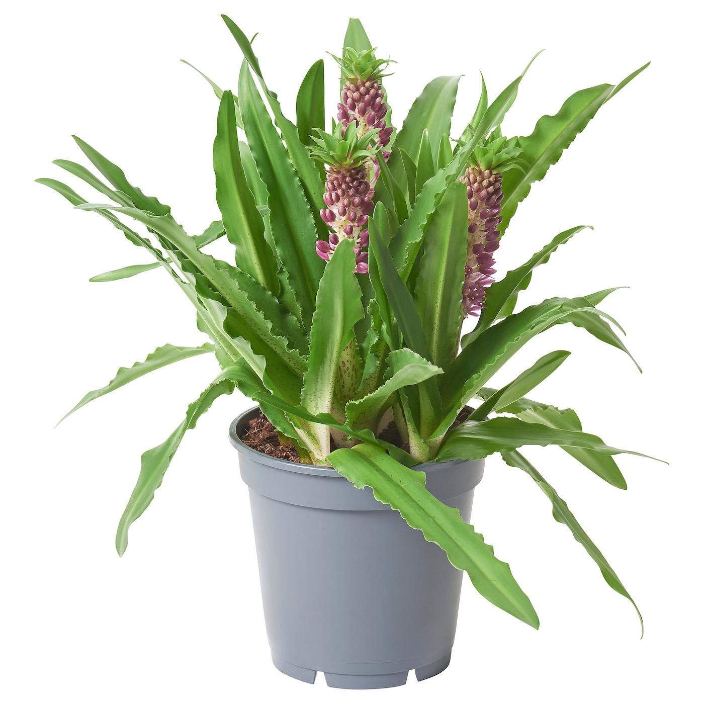 Купить EUCOMIS LEIA 405.010.38 IKEA (ИКЕА EUCOMIS LEIA) ᐈ DODOMY ᐈ в ...